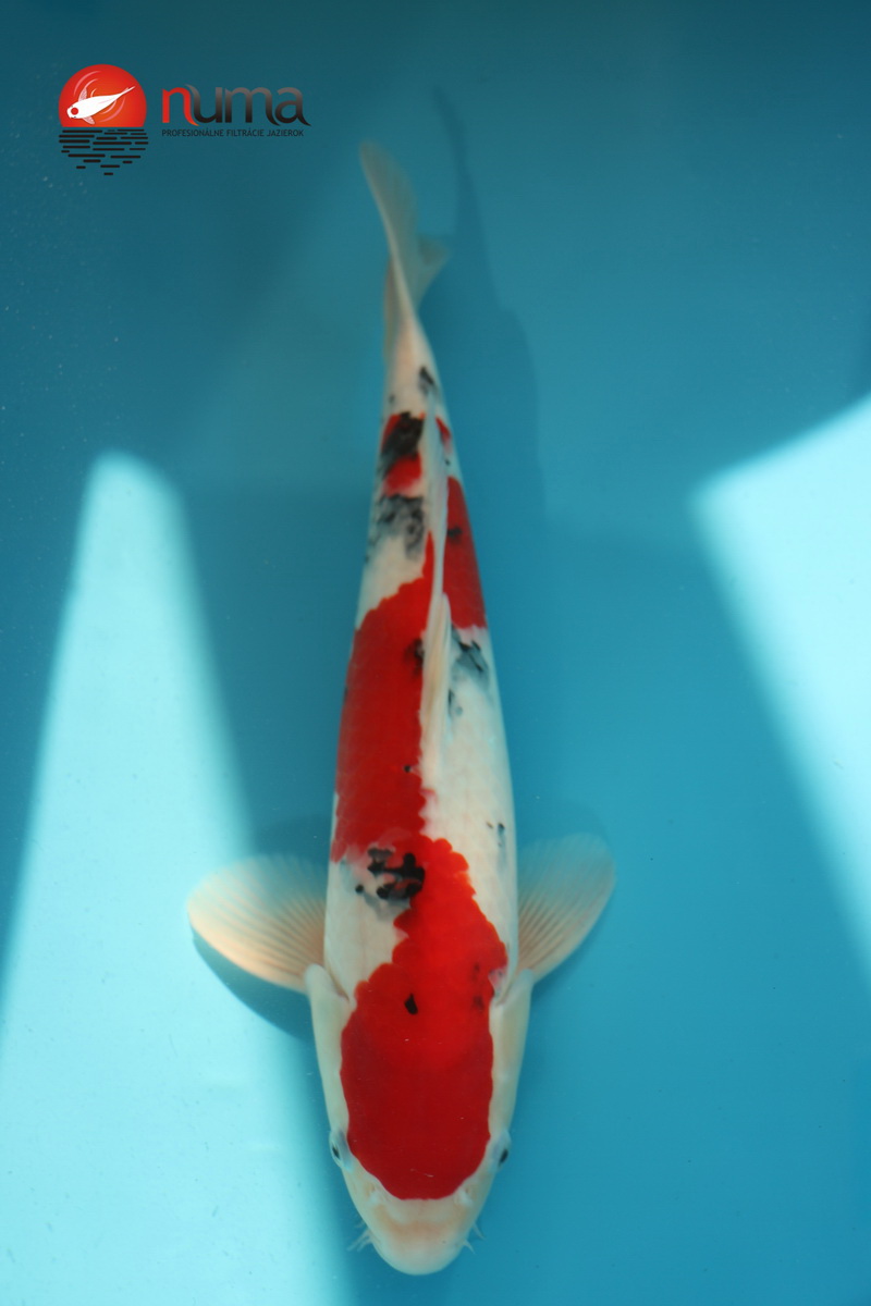 KOI Inazuma Sanke | NUMA